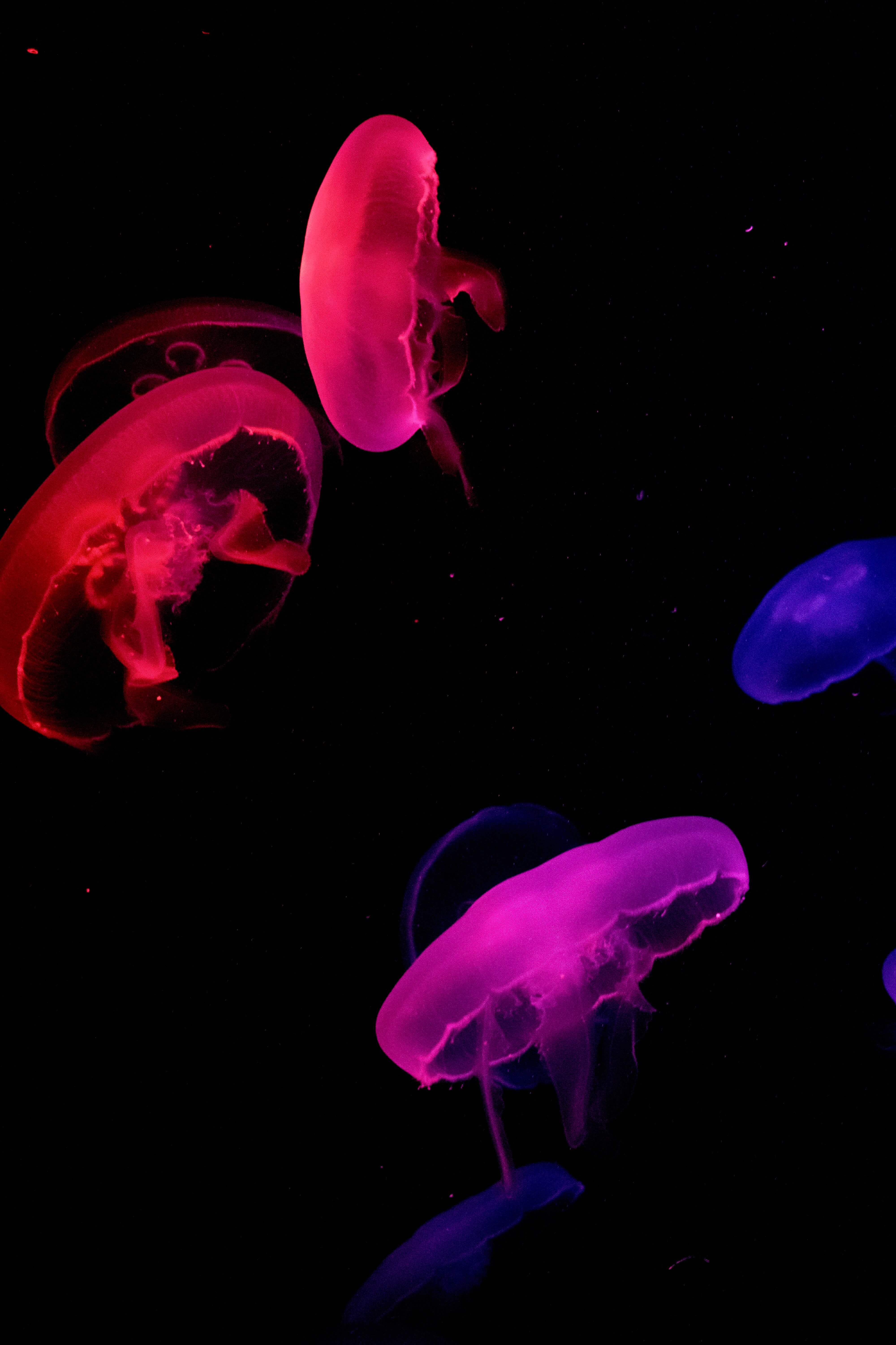Jellies
